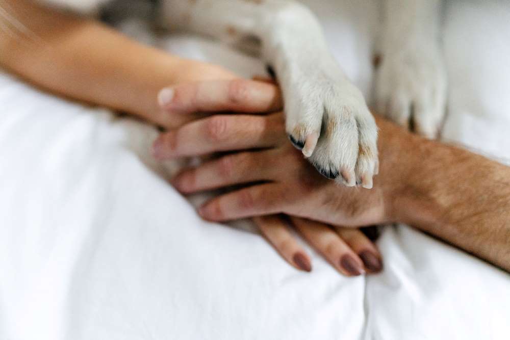 How to Bond With Your Emotional Support Dog | Kids in the House